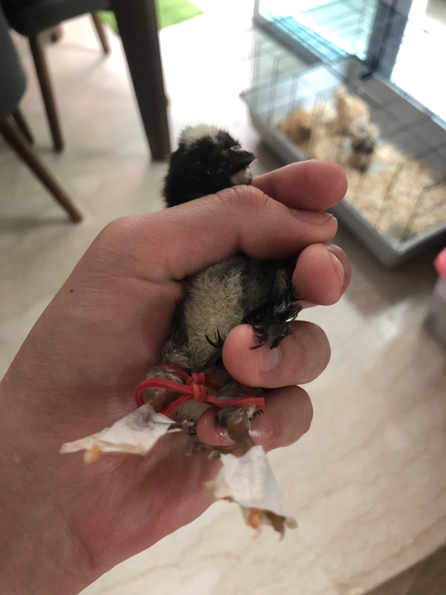 Guide to Treating Splayed Legs in Chicks | Clucking Good Guides blog