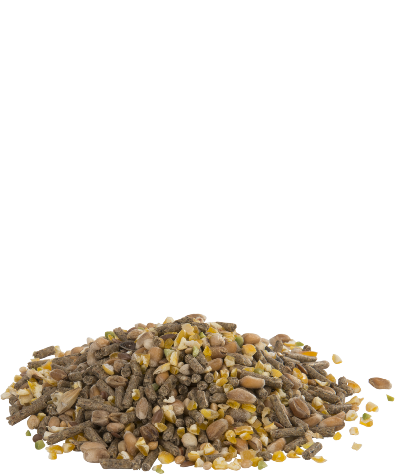 Versele-Laga Mini Layer Grain Mix (5KG-40KG Options) | Clucking Good